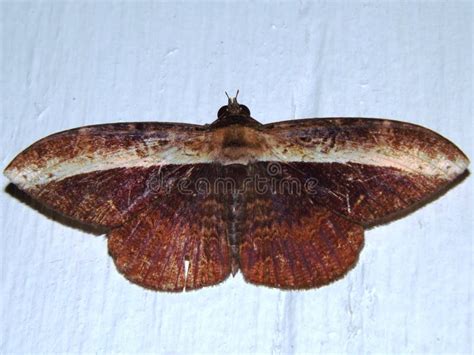 Erebidae Moth Sub Familia Erebinae Thermesiini Hemeroblemma Especie