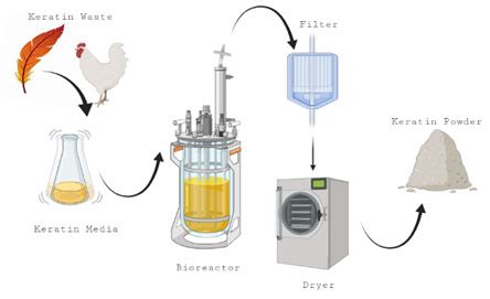 Insight Into The Keratinase Enzymes From Microbial Origins And Their