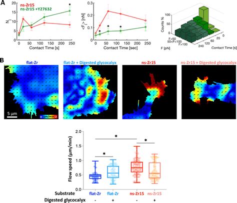 The Nanotopography And The Glycocalyx Configuration Affect The