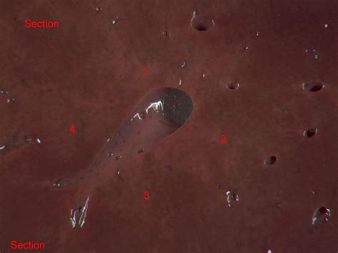 Macro And Microscope Image Gallery Spot Imaging