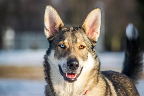 Types Of Heterochromia In Dogs