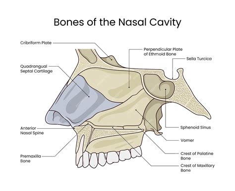 Huesos De La Cavidad Nasal Vector Premium