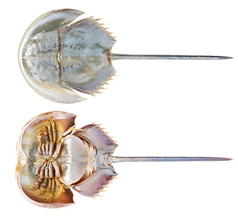 Wie Haben Tiere Sex So Aufregend Ist Tierisches Sexleben🙊