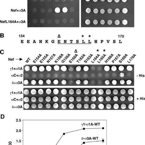 Mutational Analyses Of Ap Subunits And Hiv 1 Nef A Three Hybrid