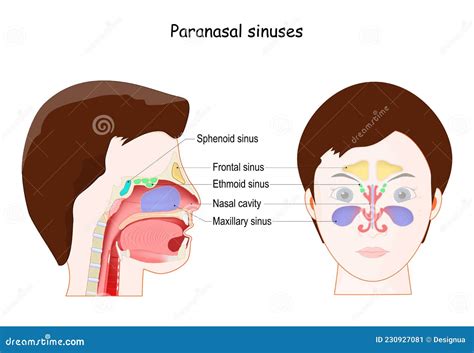 Nasal Cavity Diagram Frontal View