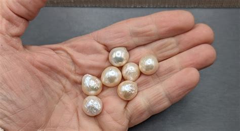 Large Freshwater Loose Pearls At Least 142 Mm High Luster Baroque