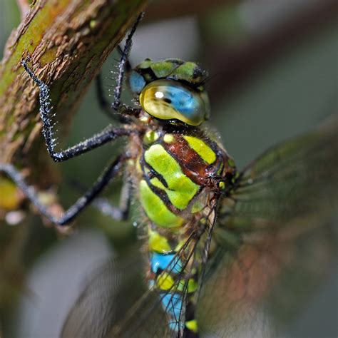 Libelle Einfach Kiwithek