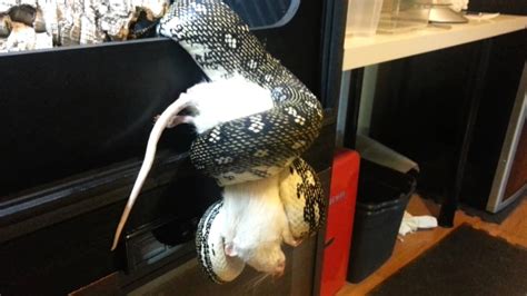 Diamond Python Feeding Day Youtube