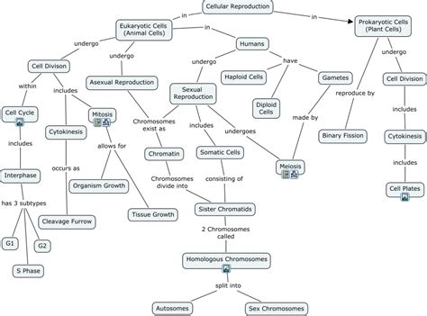 Cell Reproduction Concept Map