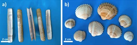 A Photograph Of A Razor Shell Ensis Magnus B Photograph Of A Common