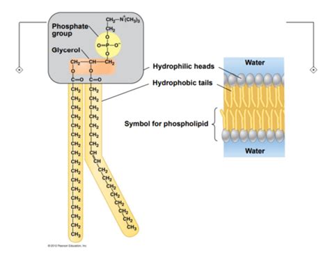 Biological Molecules Flashcards Quizlet