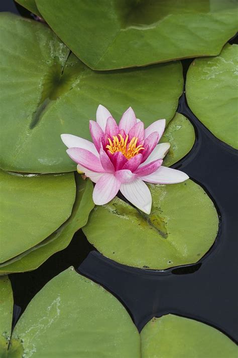 Nymphaea Charles De Meurville Photograph By Science Photo Library
