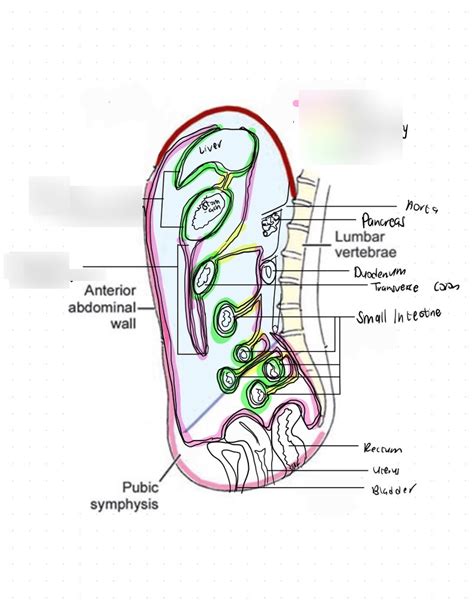 Ibs1007s The Peritoneum Diagram Quizlet