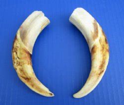 Legal Warthog Tusks Wholesale Individually 4 To 11 Inches