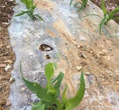 春玉米种植后，幼苗期怎样操作和田间管理？ 知乎