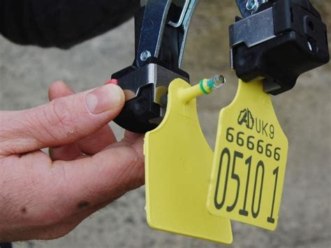 Compulsory Testing For Bvd Comes Into Effect In Northern Ireland Today