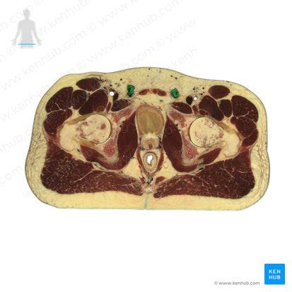 Spermatic Cord Anatomy And Function Kenhub