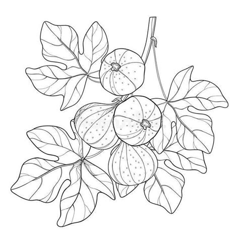 Vector Branch With Outline Common Fig Or Ficus Carica Fruit And Leaf