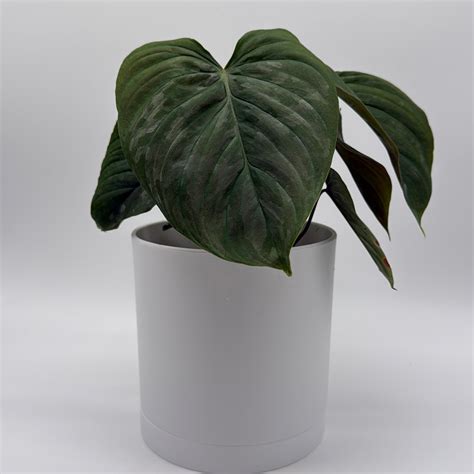 Runo Plants Philodendron Majestic Plant Care Guide Runoplants