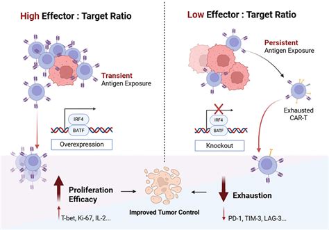 Jci Insight Enhancing The Potency Of Car T Cells Against Solid Tumors Through Transcription