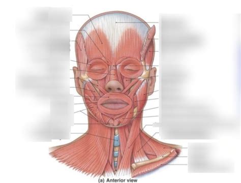 Bio 212 Unit 2 Activity 9 Muscle Face Model Diagram Quizlet