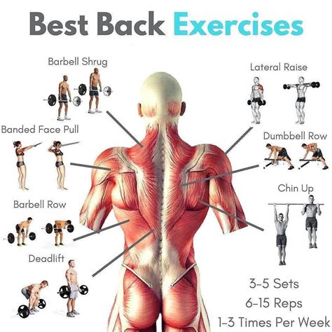 Best Exercises To Strengthen Back Muscles At Charles Bolden Blog