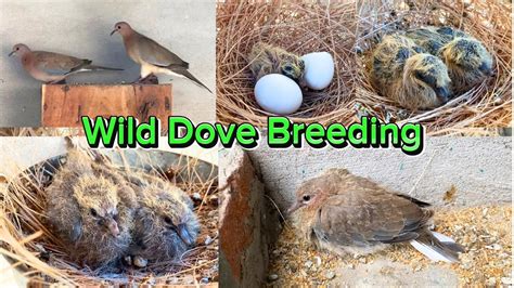 Wild Dove Breeding Eggs Lying To Hatching Full Video Laughing Dove