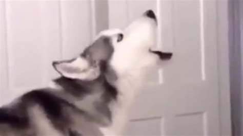 I Got Married To A Furry And Exterminated Humanity Andspace Paws