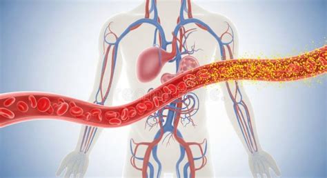 Anatomical Depiction Of Human Circulatory System With Blood Flow