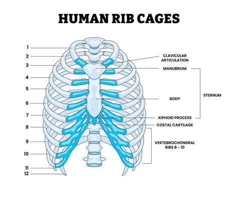 Ribs And Sternum Anatomy Anatomy Drawing Diagram