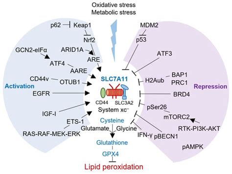 Slc7a11 As A Gateway Of Metabolic Perturbation And Ferroptosis