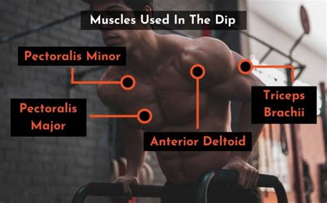 Dips Vs Decline Bench Press Pros Cons Which Is Better