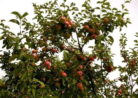 Description And Origin Of The Sinap Kandil Apple Variety Healthy Food