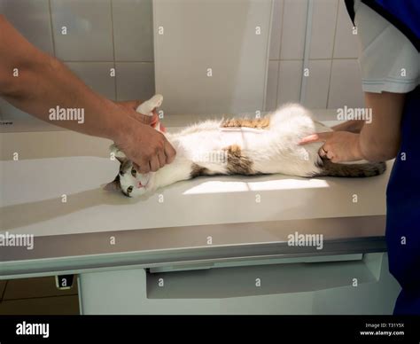 The Cat Lies On The Table Under The X Ray Machine The Doctor And Assistant Hold The Cats Paws