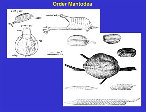 Ppt Order Mantodea Powerpoint Presentation Free Download Id4529179