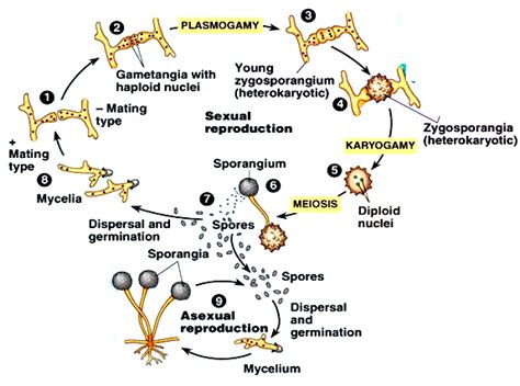 Zygomycetes Life Cycle