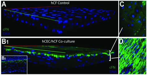 Fibronectin Cfn Expression In Hcf Stromal Constructs And