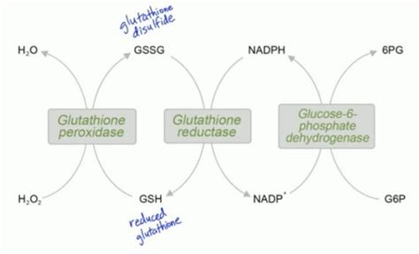 Pharmacol 0501 Genetics Pd Flashcards Quizlet
