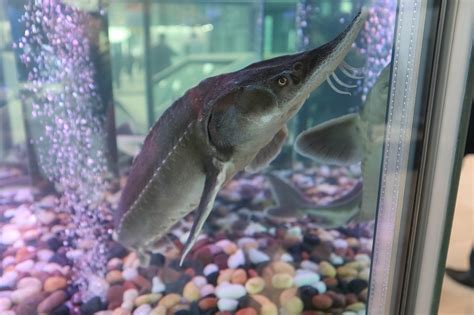 Fish Sturgeon Water Free Photo On Pixabay Pixabay