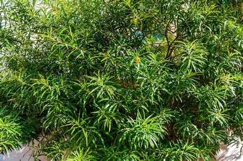 Cascabela Thevetia Adelfa Amarilla Tuerca De La Suerte En El Día De