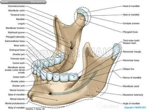 Anatomy Of Maxilla And Mandible