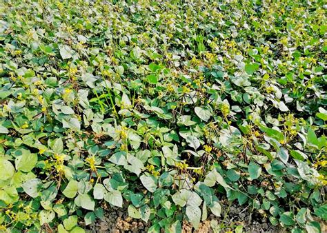 ပွင့်ဖြူမြို့နယ်၌ မိုးသီးနှံရာသီက စိုက်ပျိုးခဲ့သည့် ပဲတီစိမ်းသီးနှံ