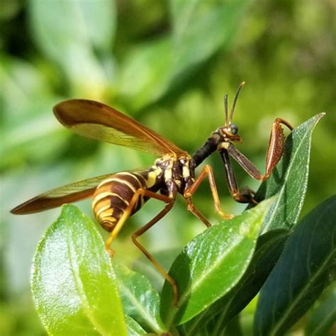 Wasp Mantidfly Field Station