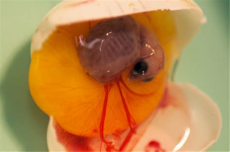 Turtle Embryos Speed Up Development To Hatch In The Safety Of A Group