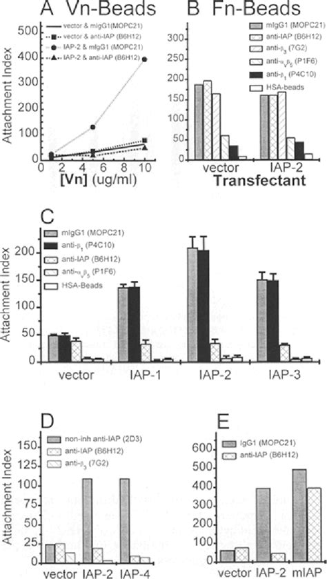 Figure 1 From Integrin Associated Protein Immunoglobulin Domain Is