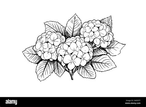 Hand Drawn Ink Sketch Hydrangea Flowers Vector Illustration In