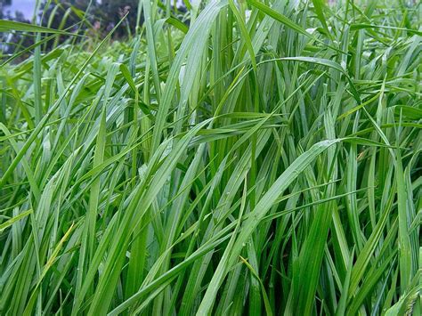 El Pasto Raigrás Una Joya Verde Para La Ganadería Contexto Ganadero