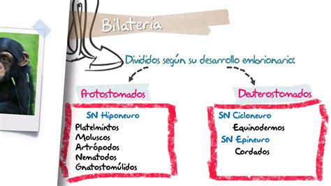 Evolución Del Sistema Nervioso Pdf