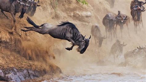 The Great Wildebeest Migration Wildebeest Migration Kenya