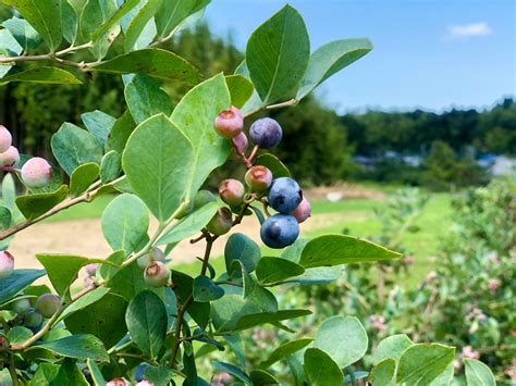 道の駅 発酵の里こうざき 次の日曜日、遊びにいらしてください！ 「新春市」で好評をいただきました「鯉こく」を作ります。 地元のお味噌、野菜もたっぷりのお味噌汁です。 鯉の料理は臭みがあるの